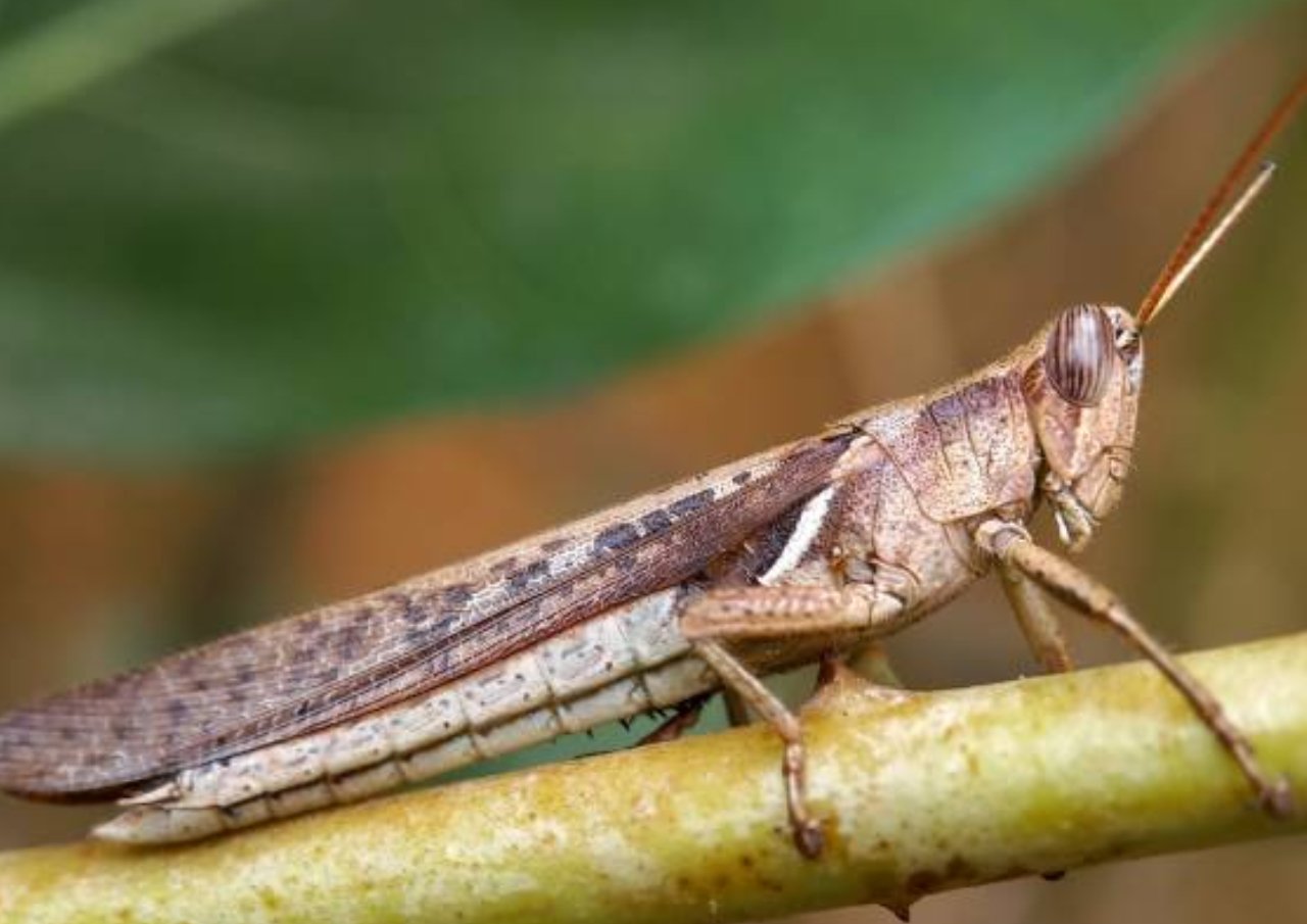 Pemuda Asal Bojonegoro Meninggal Dunia Keracunan Belalang Setan ...